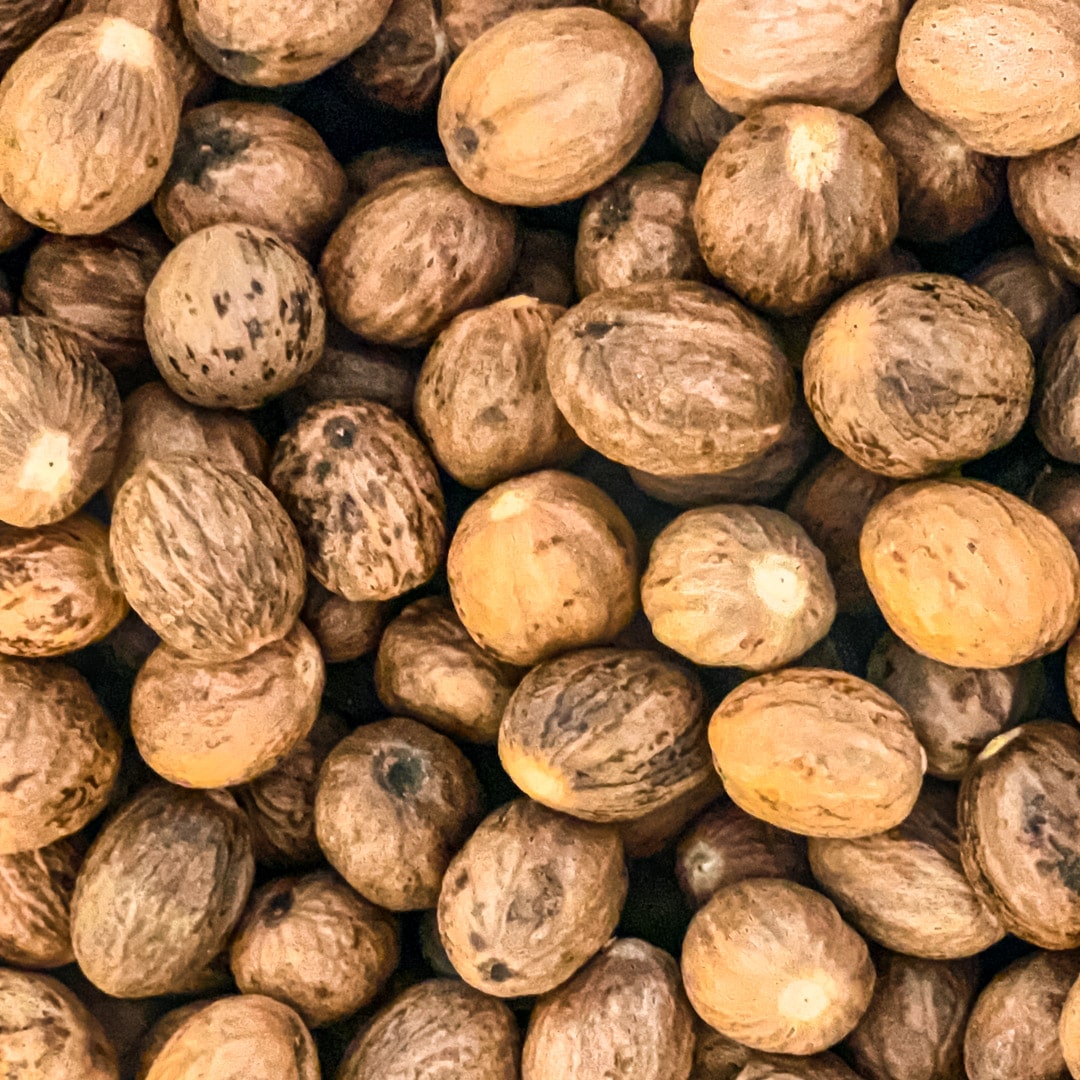 Muskatnuss | Futterattacke.de