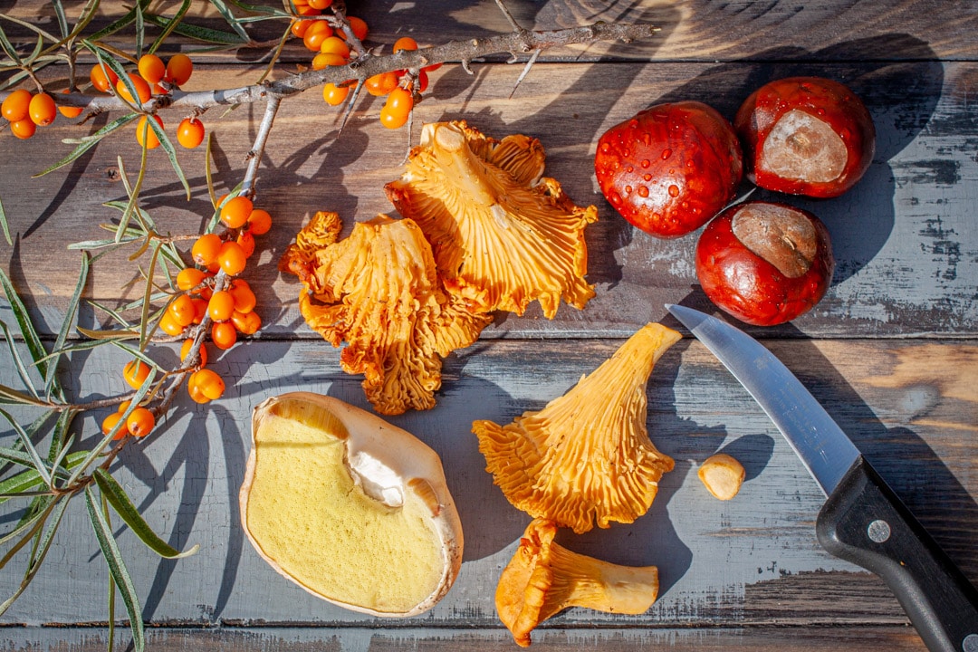 Pilze_schneiden | Futterattacke.de